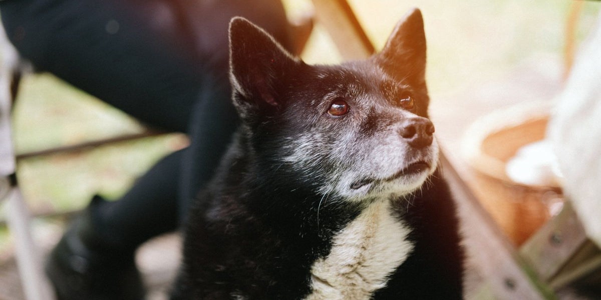 動物介護士が解説｜長寿犬表彰は何歳から？老犬に長生きしてもらうための秘訣も！ | TRIZA