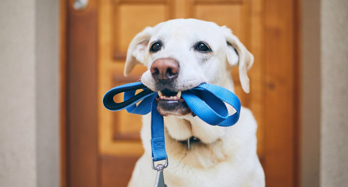動物介護士が解説｜老犬が外でしかトイレをしない！外から中へ変えてあげる方法 | TRIZA