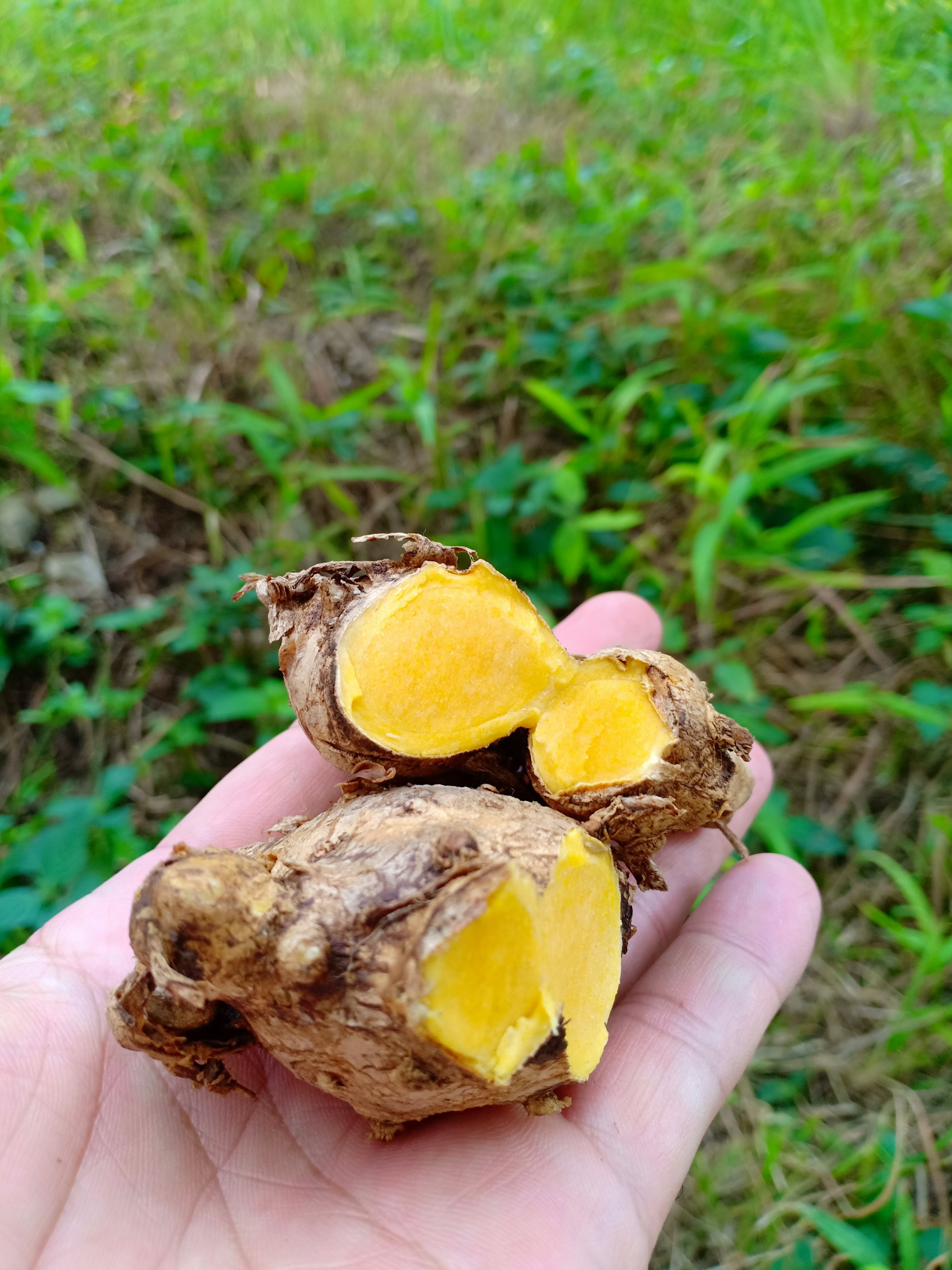 TRIZA | 【公式】トライザ-犬用認知機能の健康維持サプリメント-