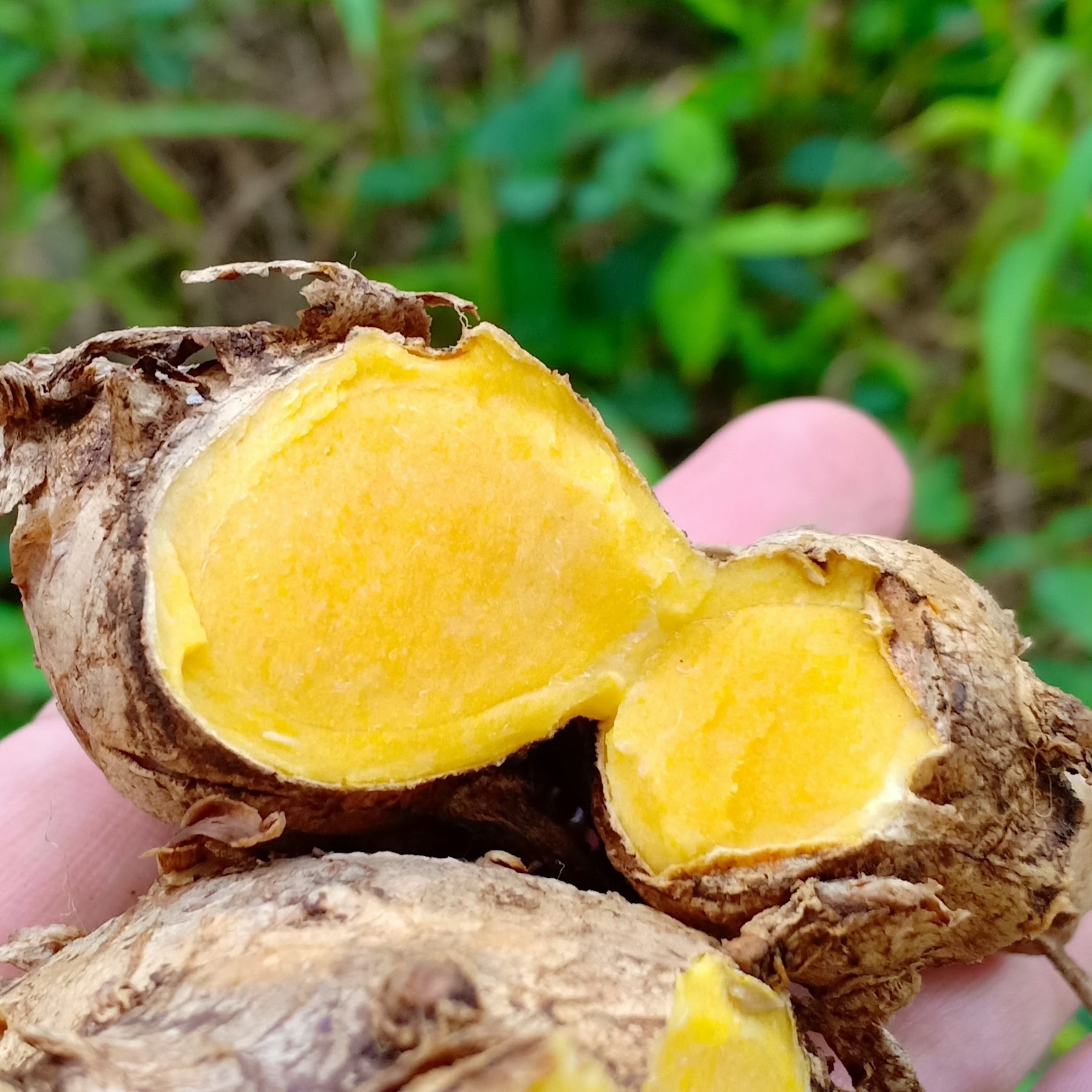 TRIZA | 【公式】トライザ-犬用認知機能の健康維持サプリメント-