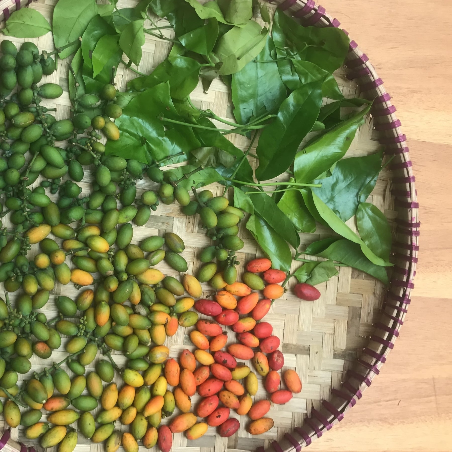 犬用サプリメント「トライザ」 * | TRIZA